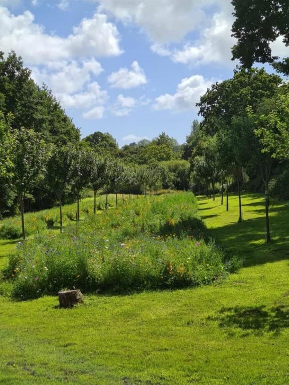 WILD FLOWERS IN FIELDS AND ORCHARDS - Rural - Jersey Country Life Magazine