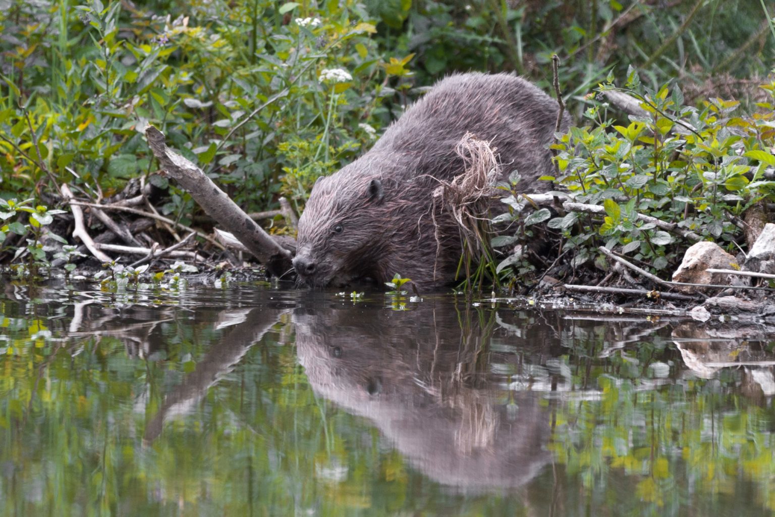 BEAVERS WITHOUT BORDERS - RURAL