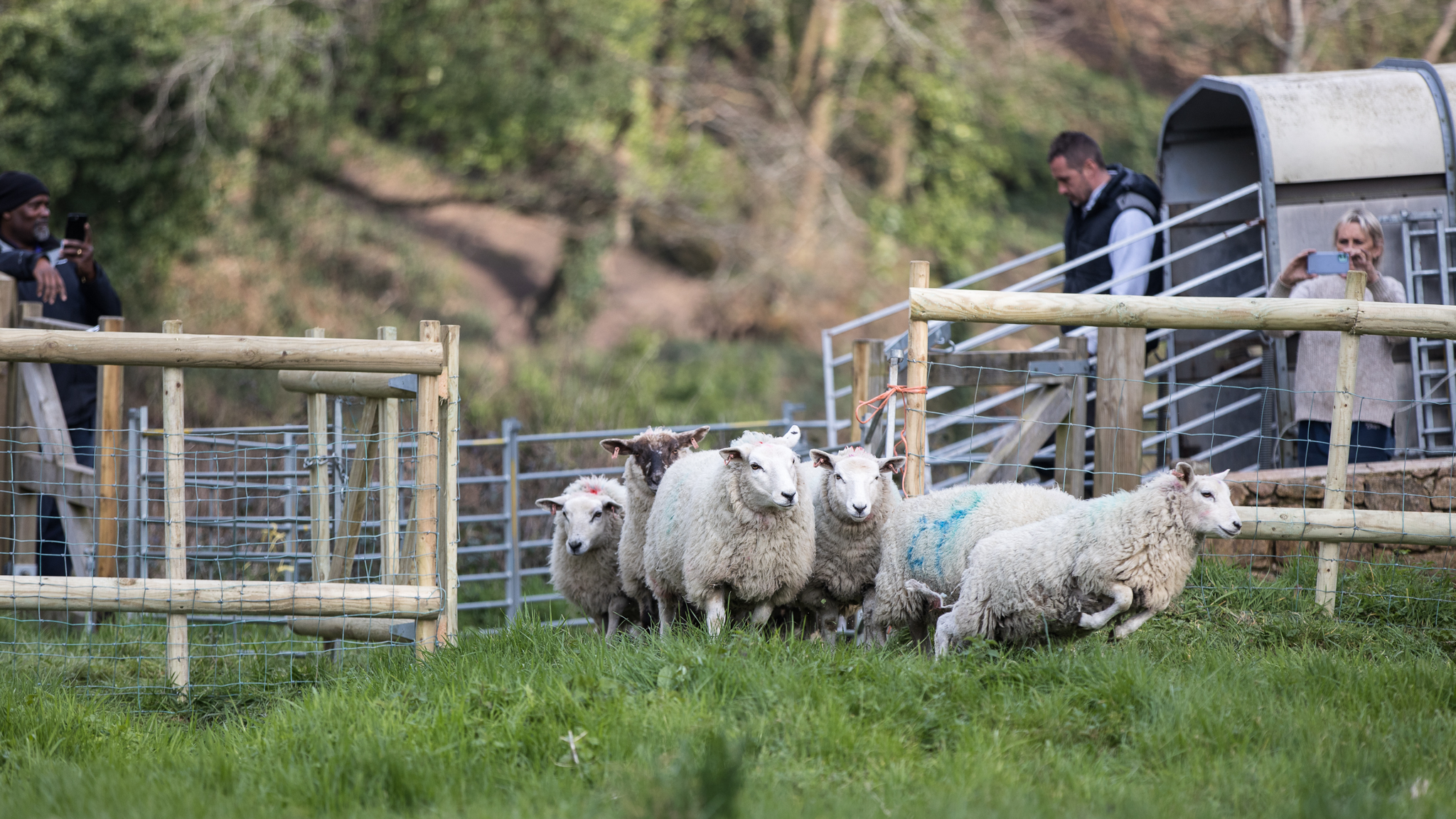 SHEEP RETURN TO HAMPTONNE - Rural - Jersey Country Life Magazine