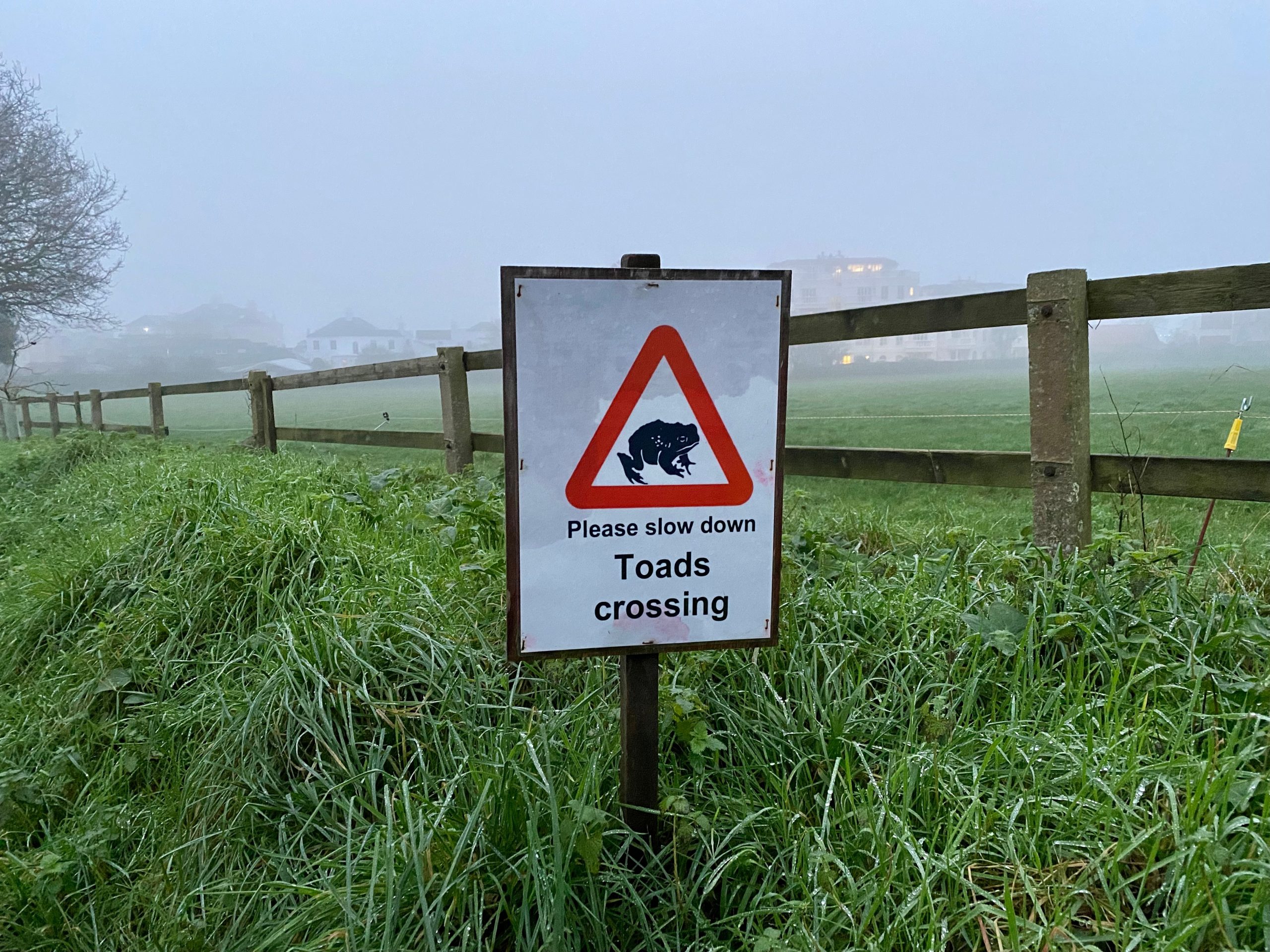 HOP TO IT: SPOTTING TOADS AND FROGS IN JERSEY - Rural - Jersey Country ...