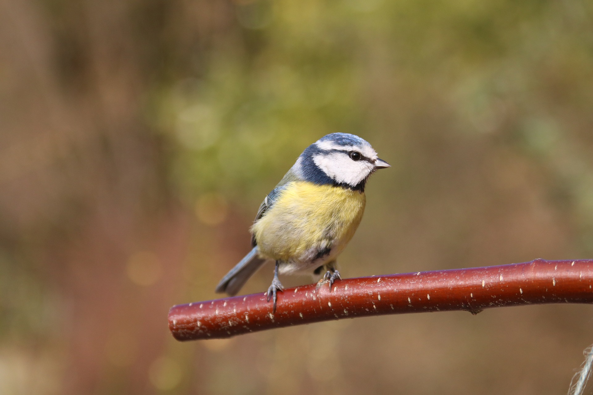 THE GREAT GARDEN BIRDWATCH & BIG FARMLAND BIRD COUNT - Rural - Jersey ...
