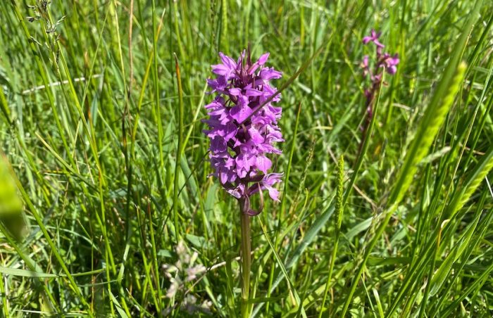 JUNE WILD WATCH: WHERE TO SEE WILD ORCHIDS - Rural - Jersey Country ...