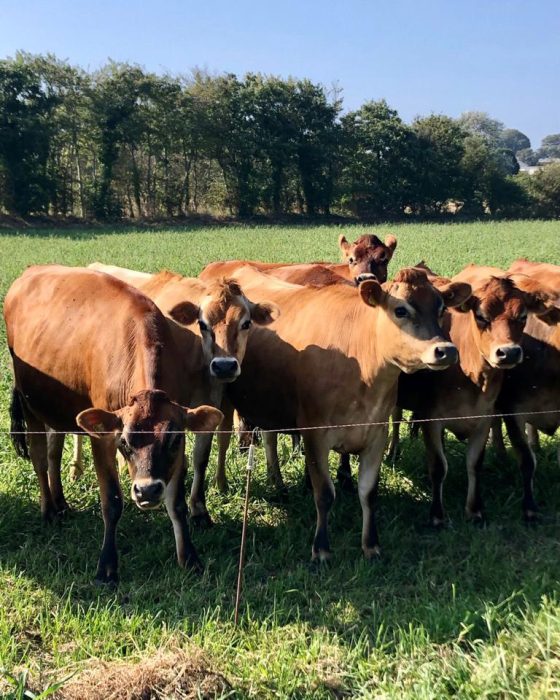 A DECADE IS A SHORT TIME IN FARMING - Rural - Jersey Country Life Magazine