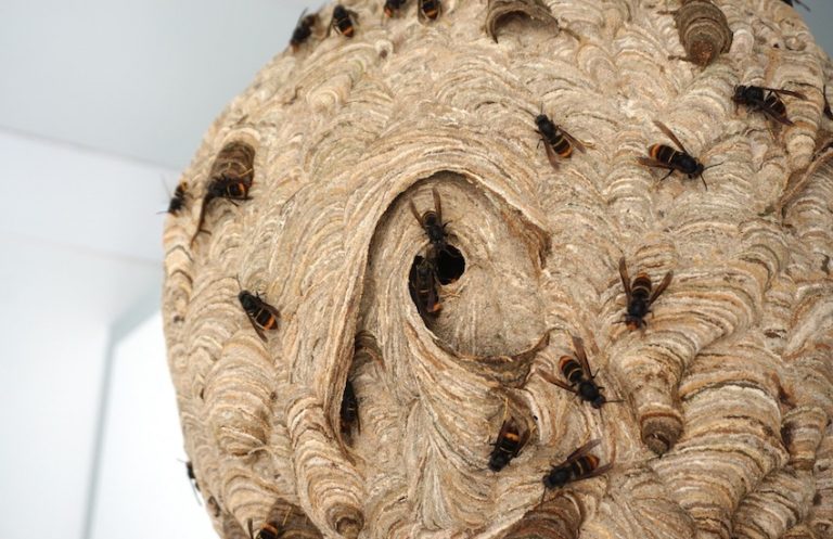 ASIAN HORNET MAP: 160 NESTS...AND COUNTING - Rural - Jersey Country ...