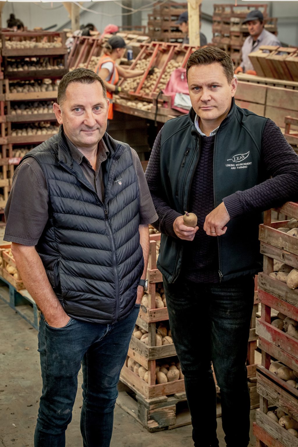 THE JERSEY ROYAL – THE STATE OF THE POTATO - Rural - Jersey Country ...