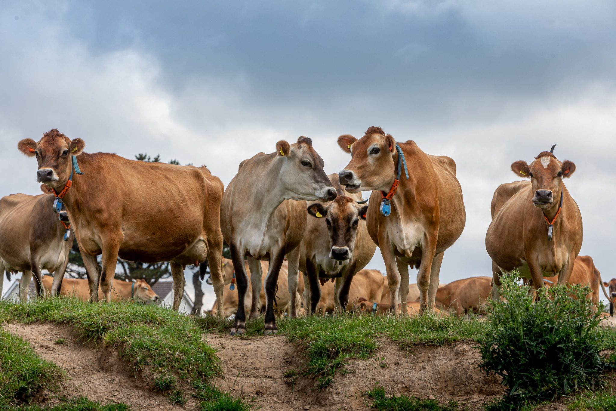 HOWARD DAVIS FARM TRUST CONTRIBUTE TO THE REPLACEMENT OF CATTLE LOST AT ...