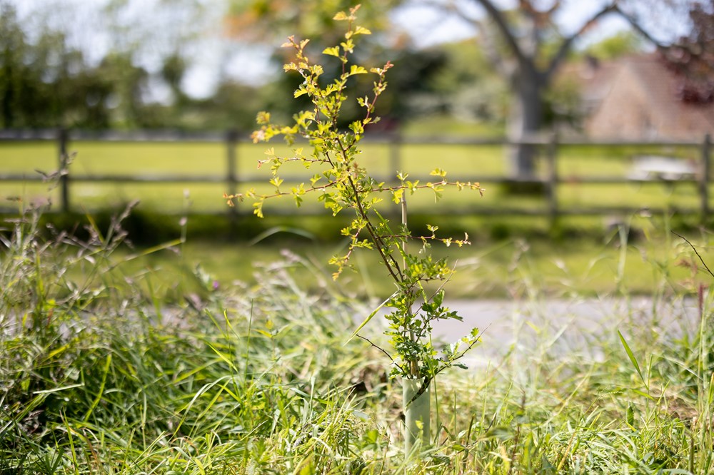 THE ‘GREEN GRID’ CAMPAIGN - Rural - Jersey Country Life Magazine