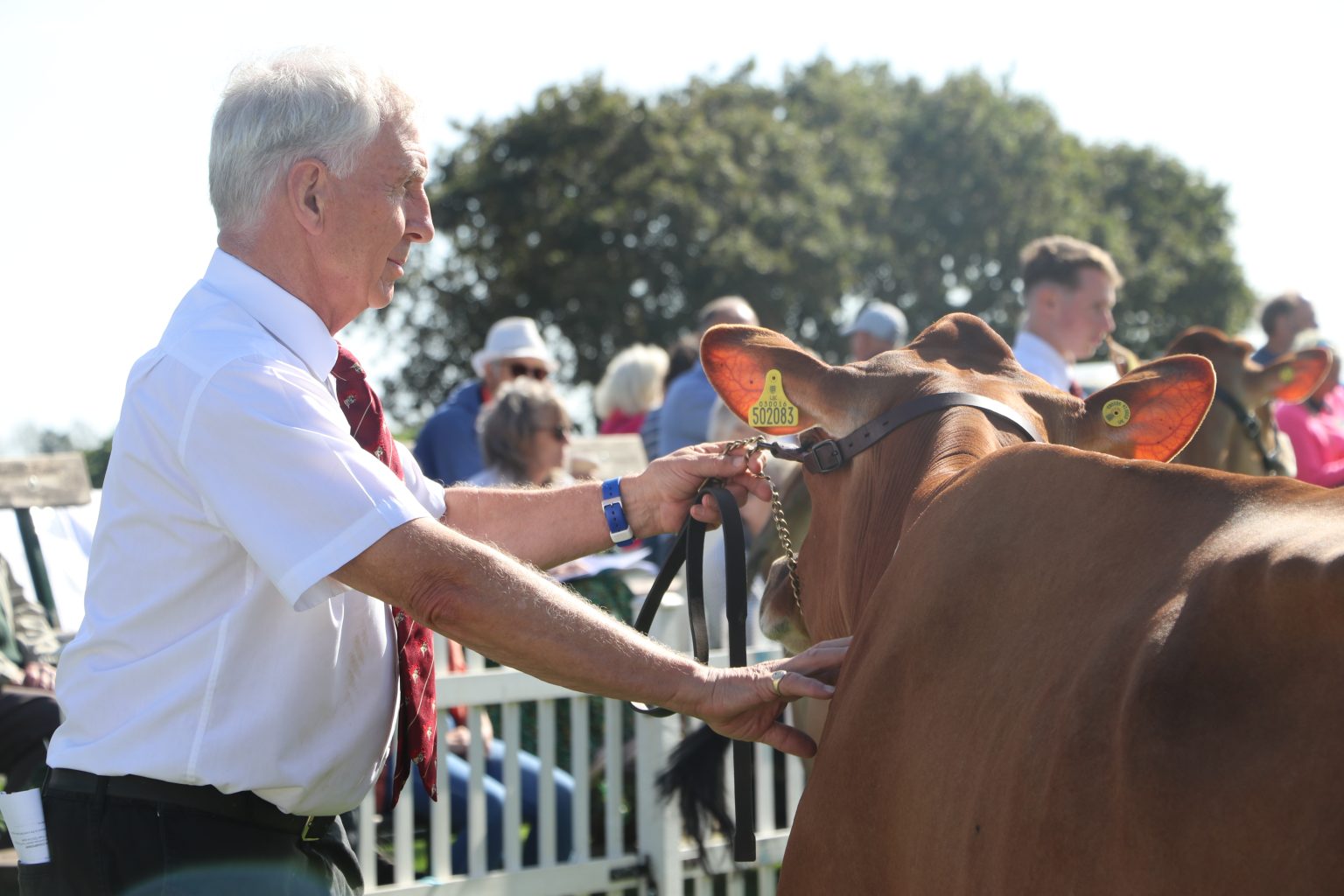 THE AUTUMN CATTLE SHOW - Rural - Jersey Country Life Magazine