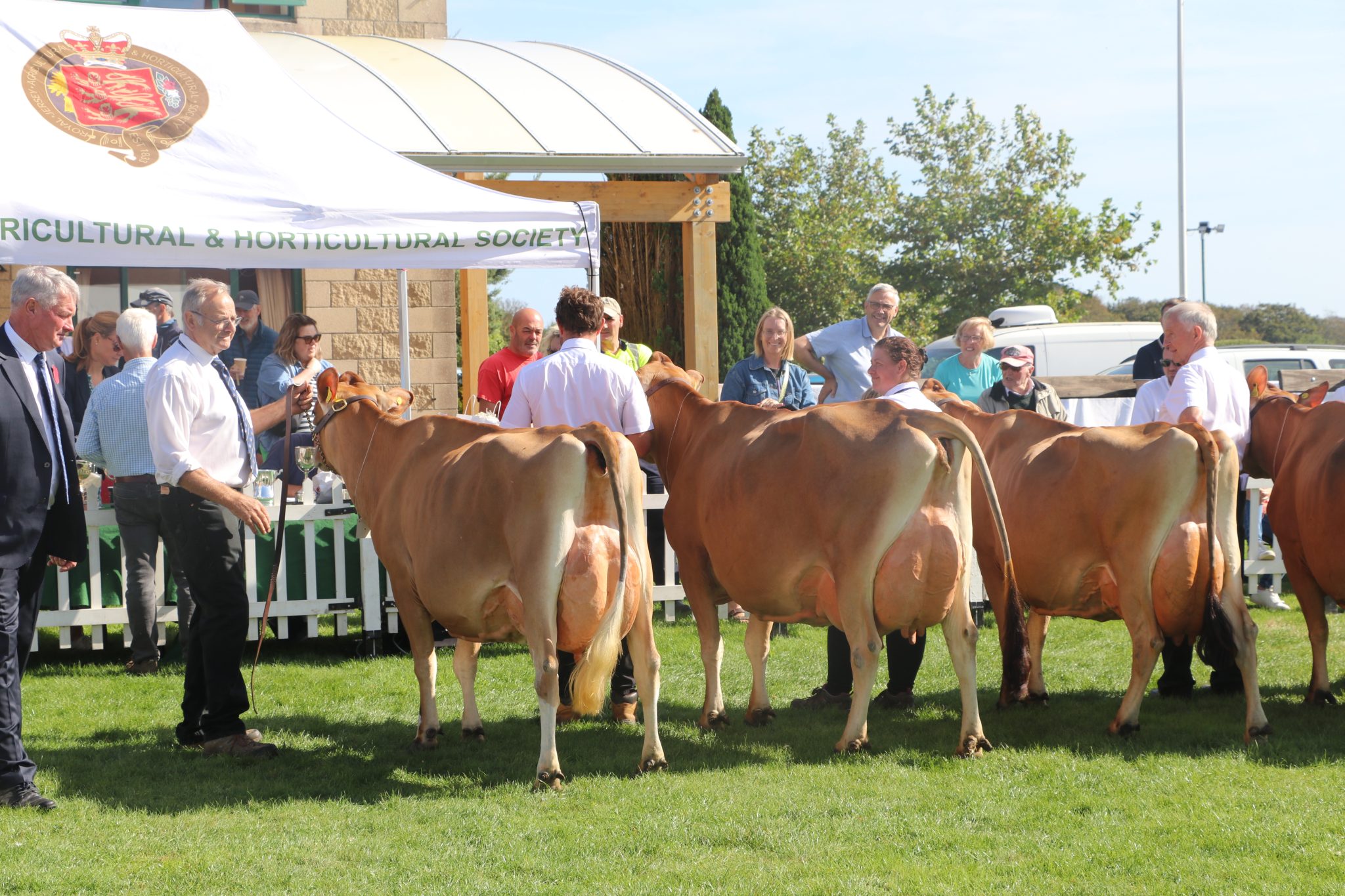 THE AUTUMN CATTLE SHOW - Rural - Jersey Country Life Magazine