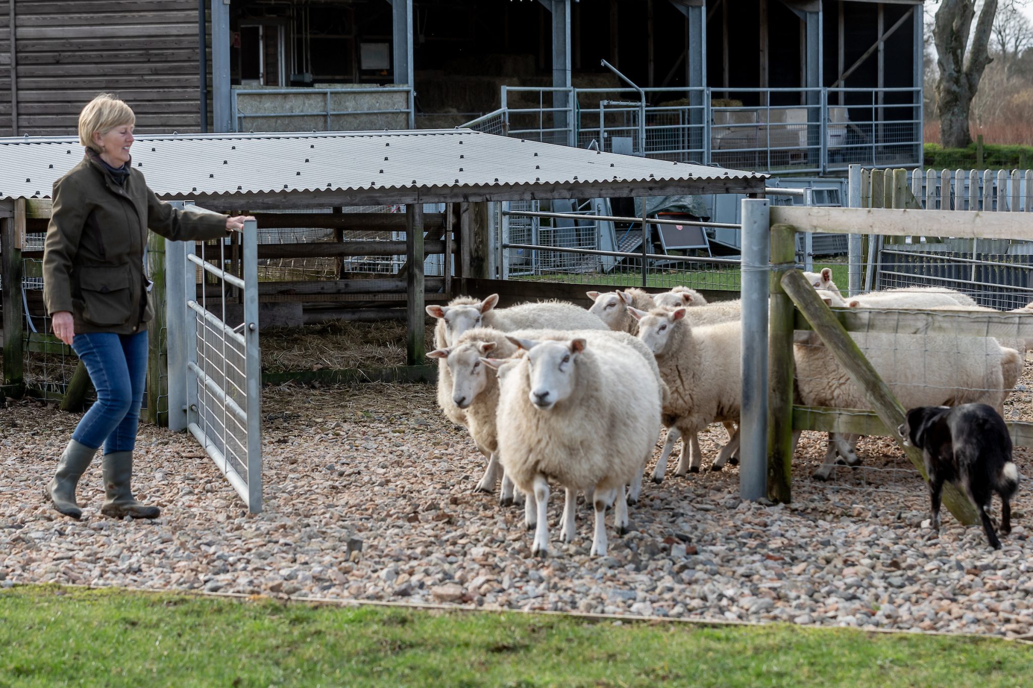 'THE JERSEY SHEEP LADY' - Book review - Rural - Jersey Country Life ...