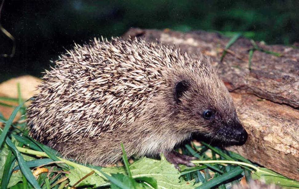 THE ISLAND'S HEDGEHOGS NEED YOU! - Rural - Jersey Country Life Magazine