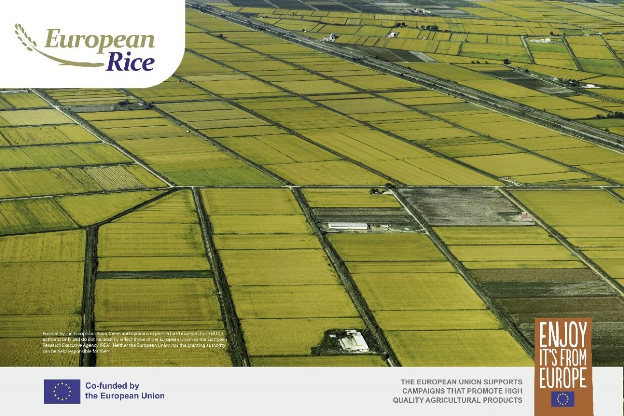 TIME FOR RICE PADDIES IN JERSEY?! - Rural - Jersey Country Life Magazine