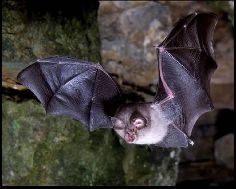 BATS AFTER DARK: THE GREAT GARDEN BAT WATCH RETURNS FOR 2025 - Rural ...