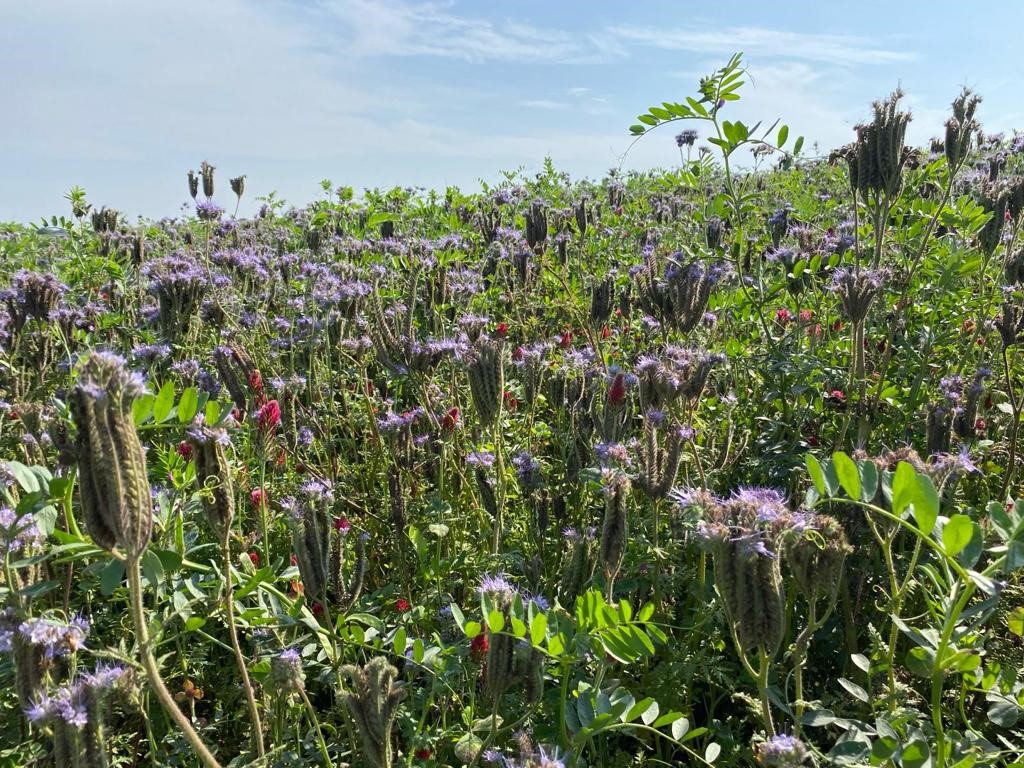 THE 2025 COVER CROP COMPETITION - Rural - Jersey Country Life Magazine