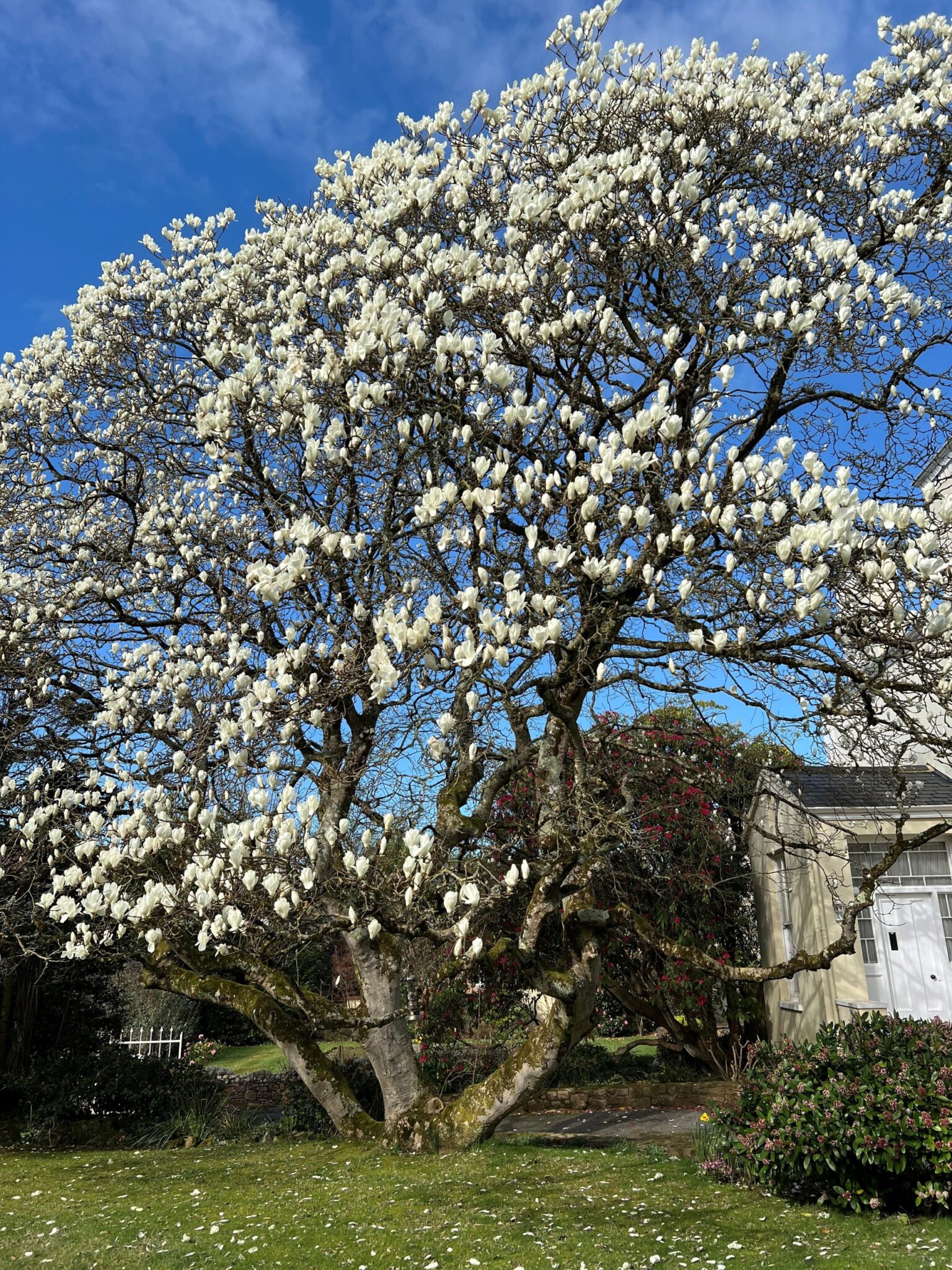 MAGNOLIA MAGNIFICENCE - Rural - Jersey Country Life Magazine